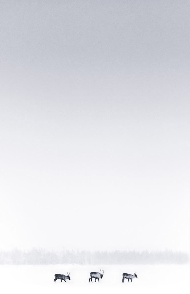 Award-winning - David Evans Photographer